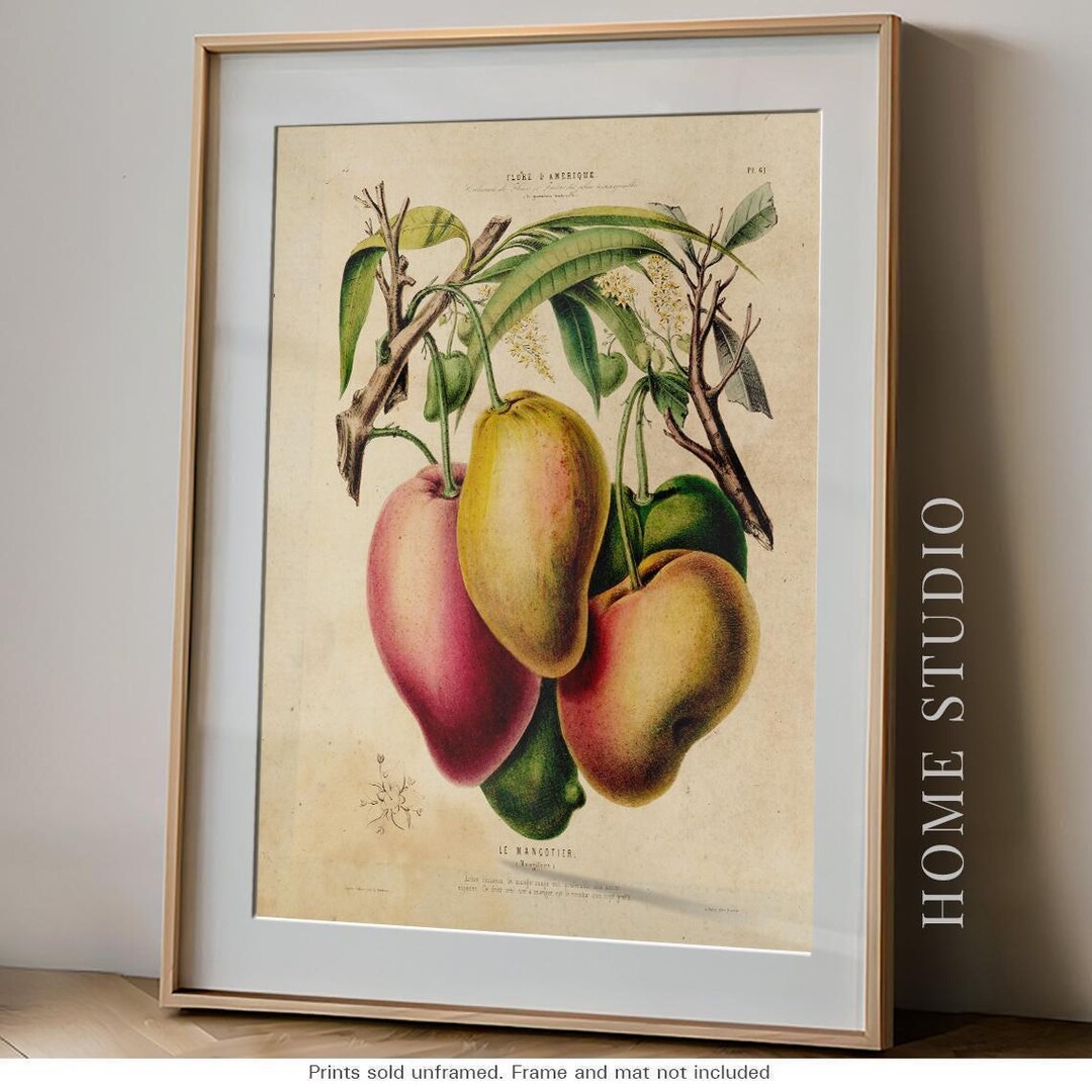 Vintage Mango Botanical Art Print – Colorful Tropical Fruit ...