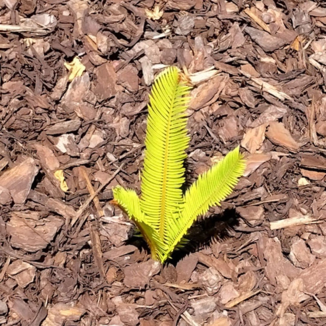 Fresh Sago Palm Tree Seeds - 5 Seeds + Free Shipping & Planting ...