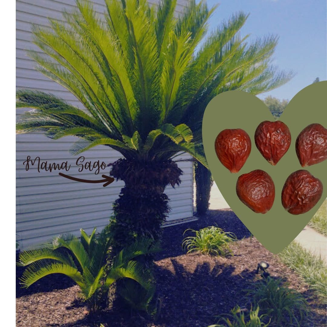 Fresh Sago Palm Tree Seeds - 5 Seeds + Free Shipping & Planting ...