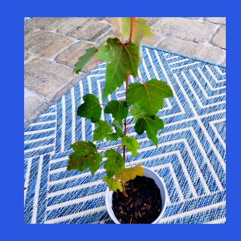 6 Sunset Maple Tree Seedlings | Bare Root | 4-6 Inches Tall ...
