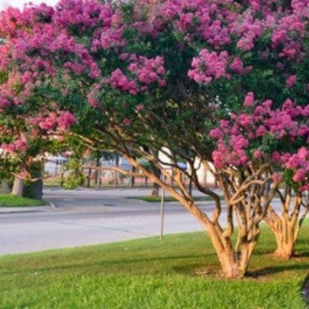 FOUR Crape Myrtles-affordable Beautiful Healthy Trees- FREE Shipping in ...