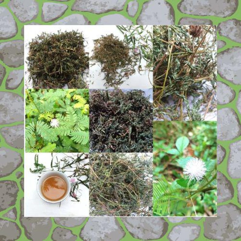 Mimosa Tree Bark (albizia Julibrissin) | Herb 6 Oz Happy Bark | Sleepy ...