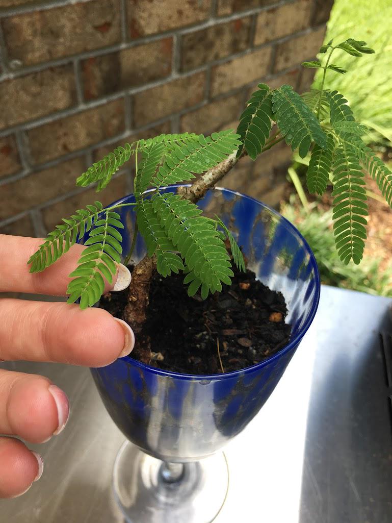 Mimosa Tree Bark (albizia Julibrissin) | Herb 6 Oz Happy Bark | Sleepy ...