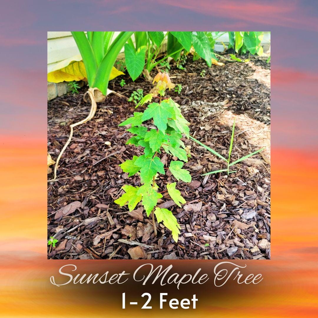 6 Sunset Maple Tree Seedlings | Bare Root | 4-6 Inches Tall ...