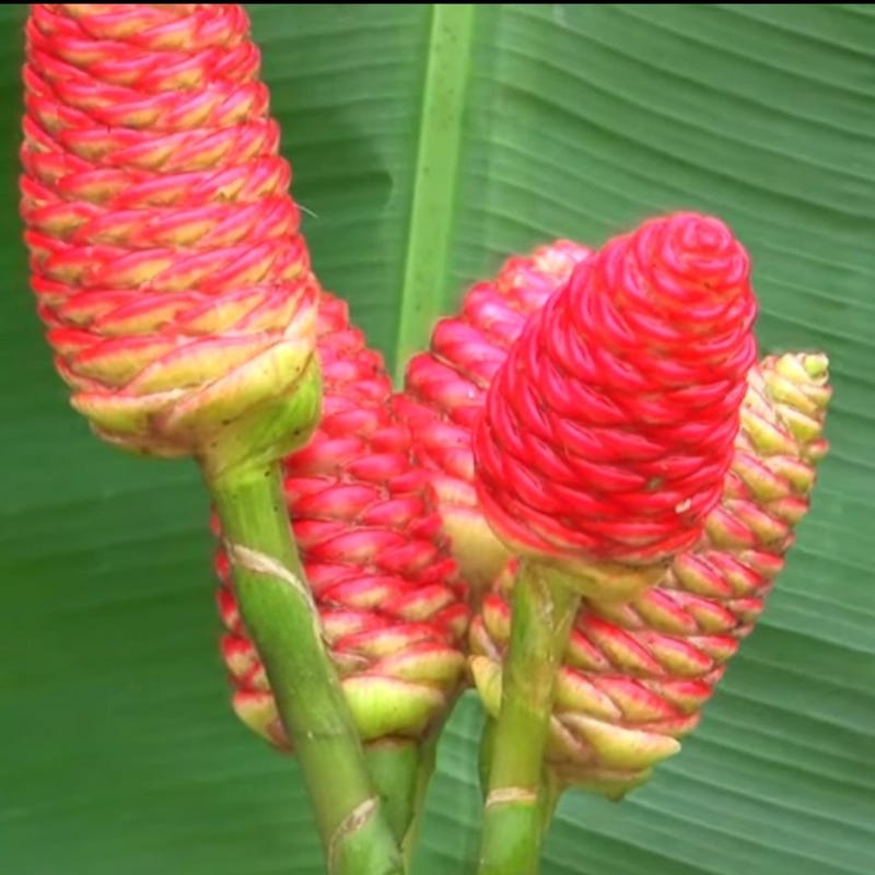 Shampoo Ginger Lily - Etsy New Zealand