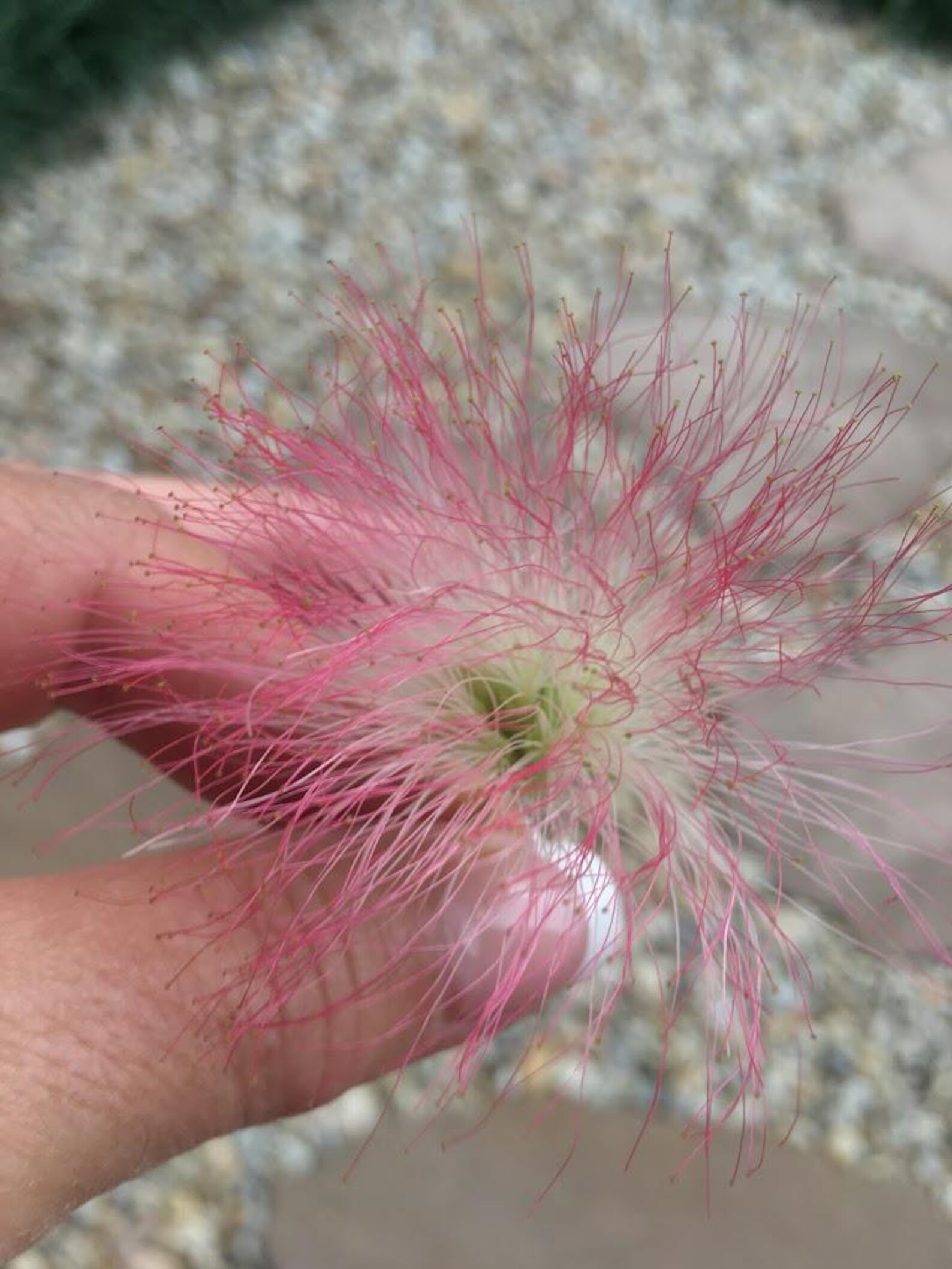 Mimosa Tree Bark (albizia Julibrissin) | Herb 6 Oz Happy Bark | Sleepy ...