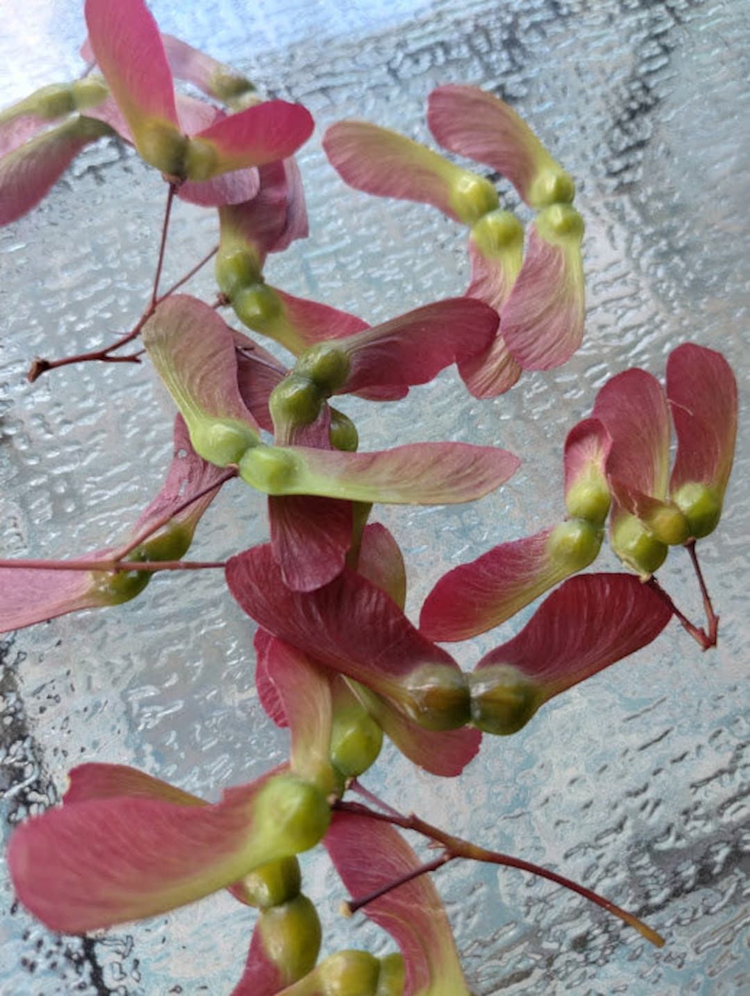 50 + Japanese Maple Tree Seeds - Start-up Trees - Free Shipping - Etsy