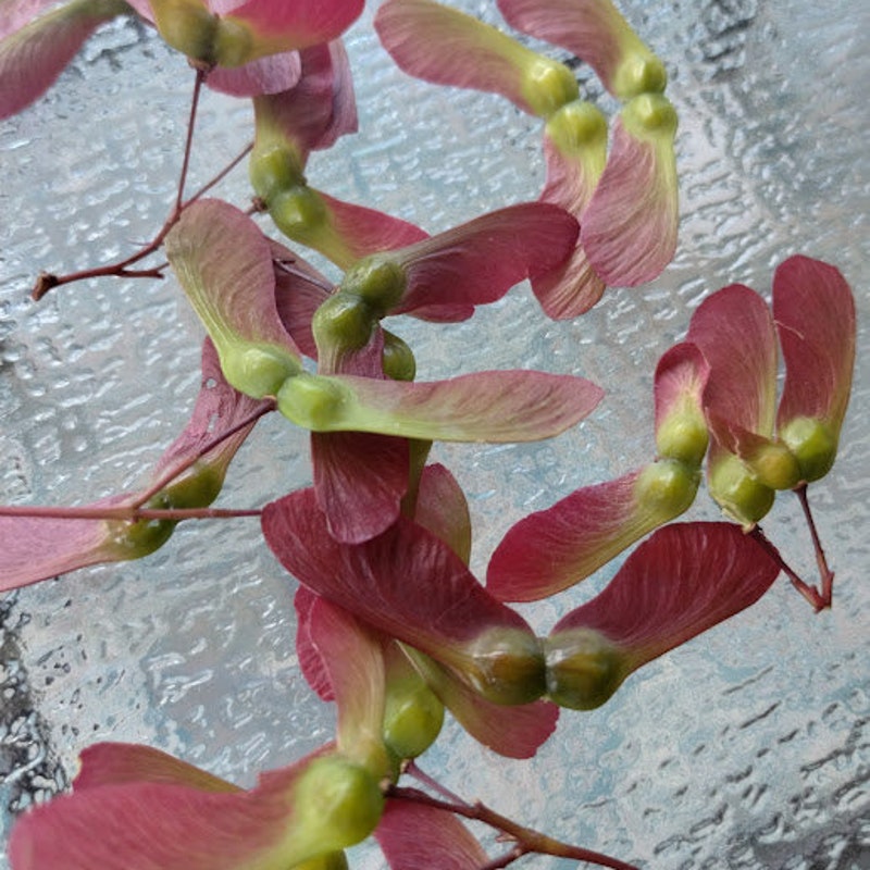 Maple Tree Seeds - Etsy