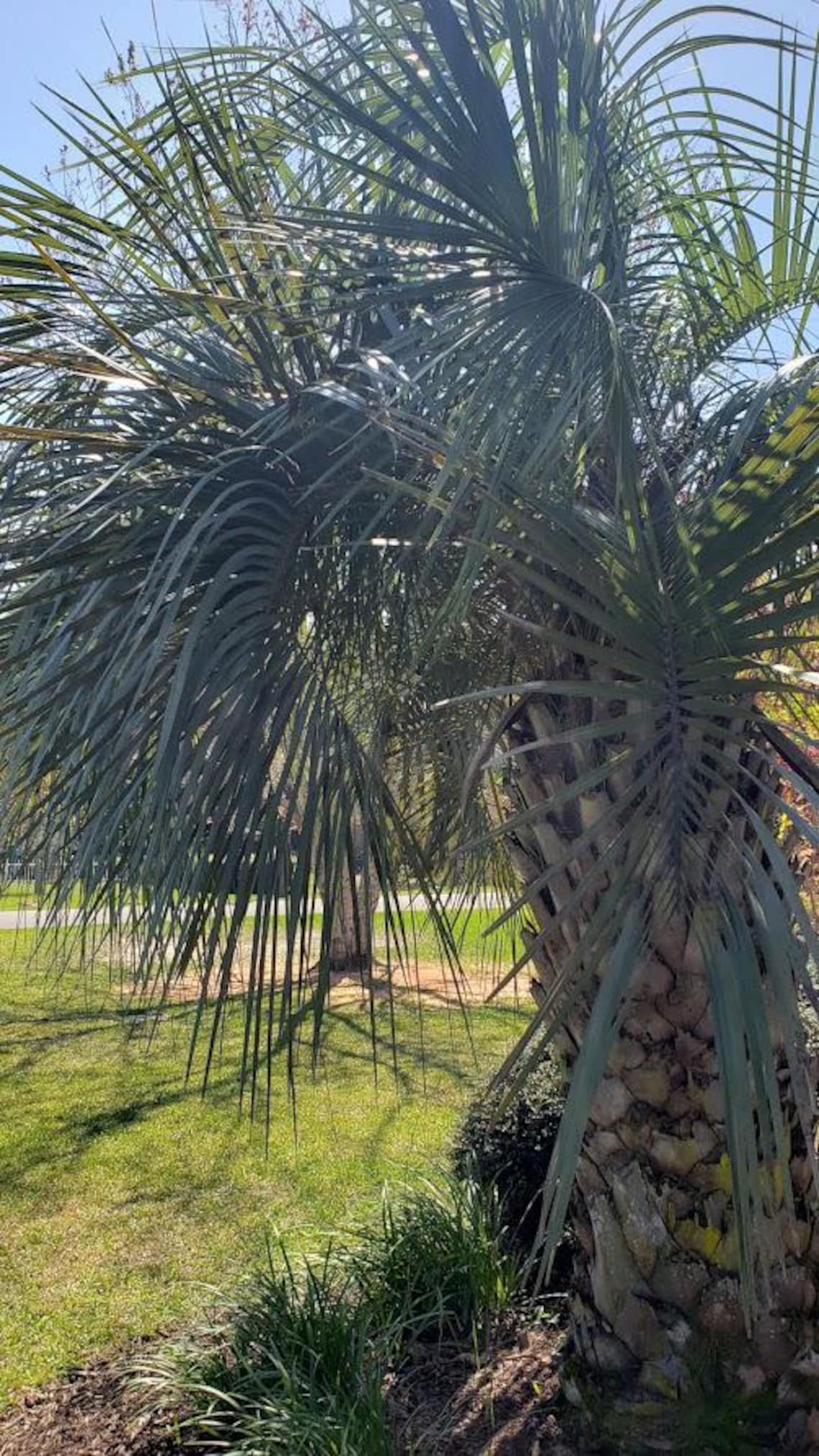 Three Pindo Palm Tree Seedlings | Jelly Palm | 10-12 Inches Tall | Bare ...