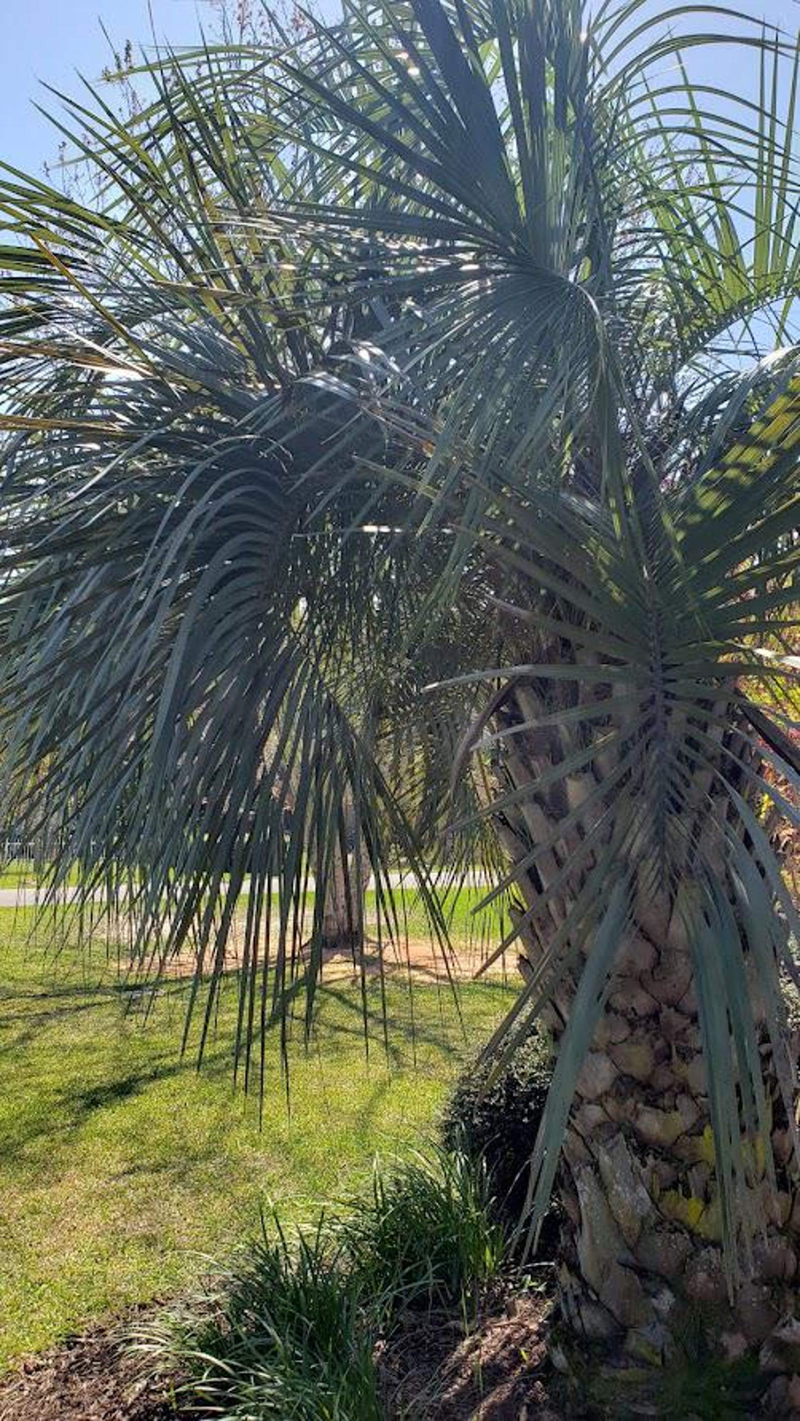 Three Pindo Palm Tree Seedlings | Jelly Palm | 10-12 Inches Tall | Bare ...