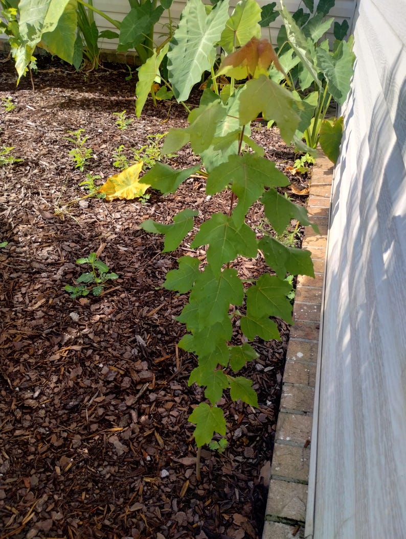 6 Sunset Maple Tree Seedlings | Bare Root | 4-6 Inches Tall ...