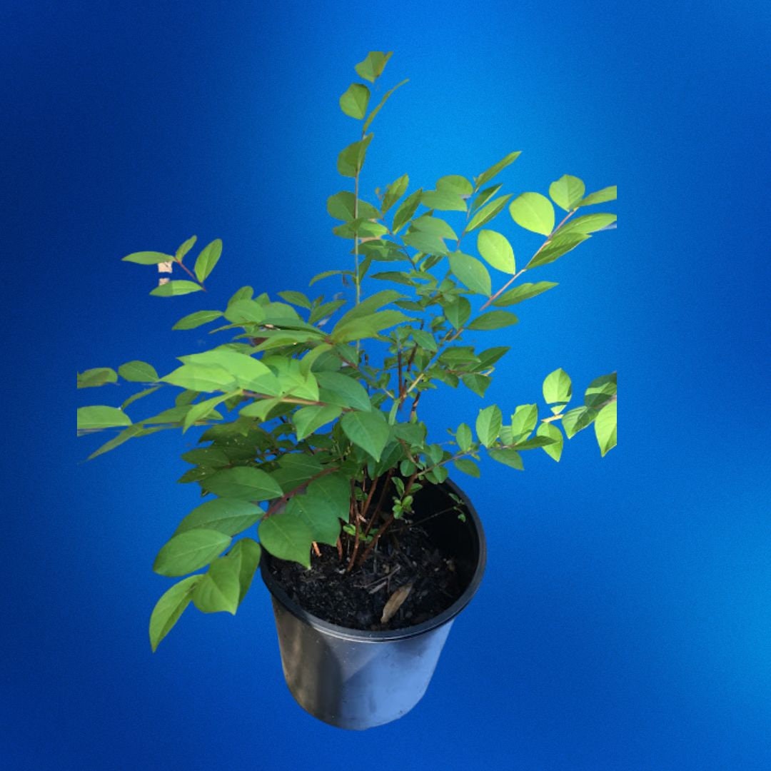 FOUR Crape Myrtles-affordable Beautiful Healthy Trees- FREE Shipping in ...