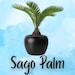 Fresh Sago Palm Tree Seeds - 5 Seeds + Free Shipping & Planting ...