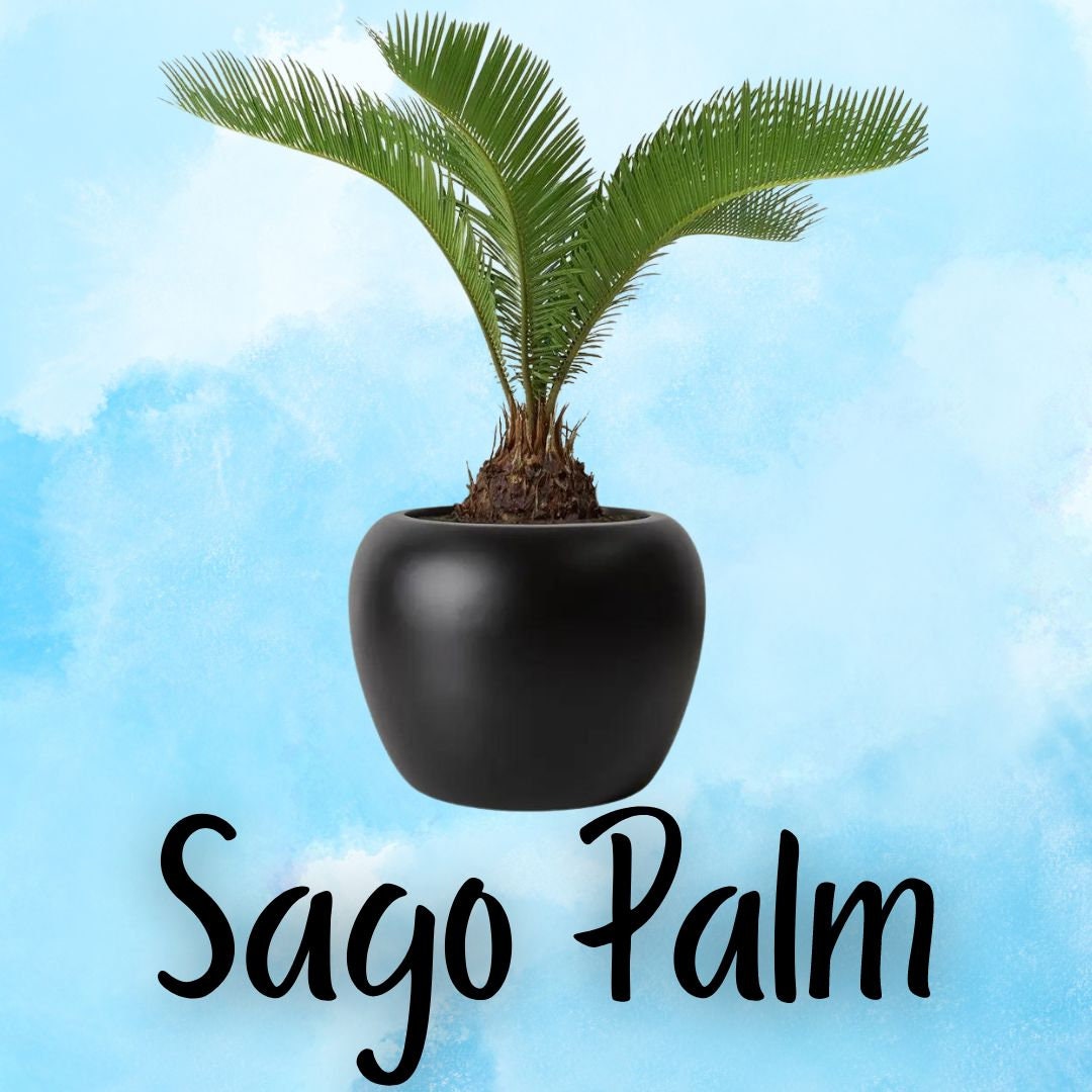 Fresh Sago Palm Tree Seeds - 5 Seeds + Free Shipping & Planting ...