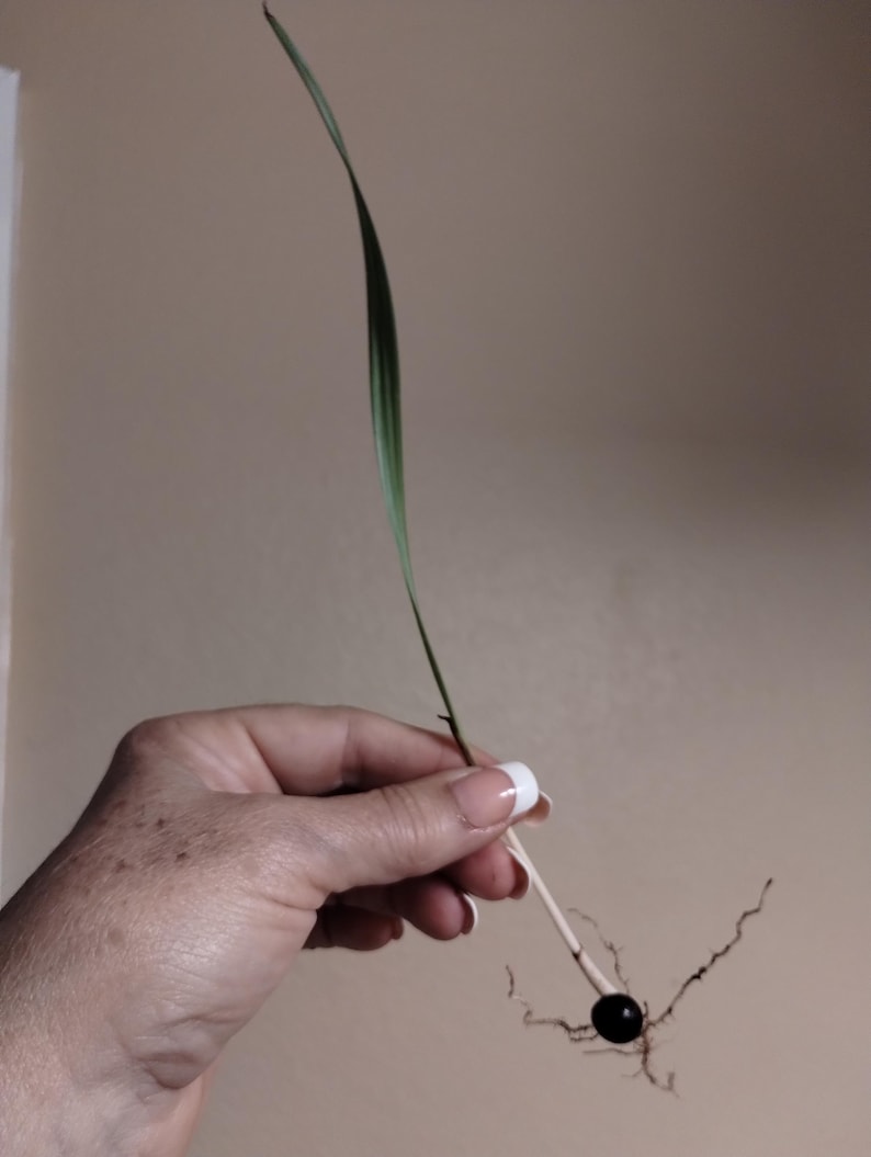 3 Pindo "jelly" Palm Tree Seedlings | Jelly Palm Babies!! | FREE ...