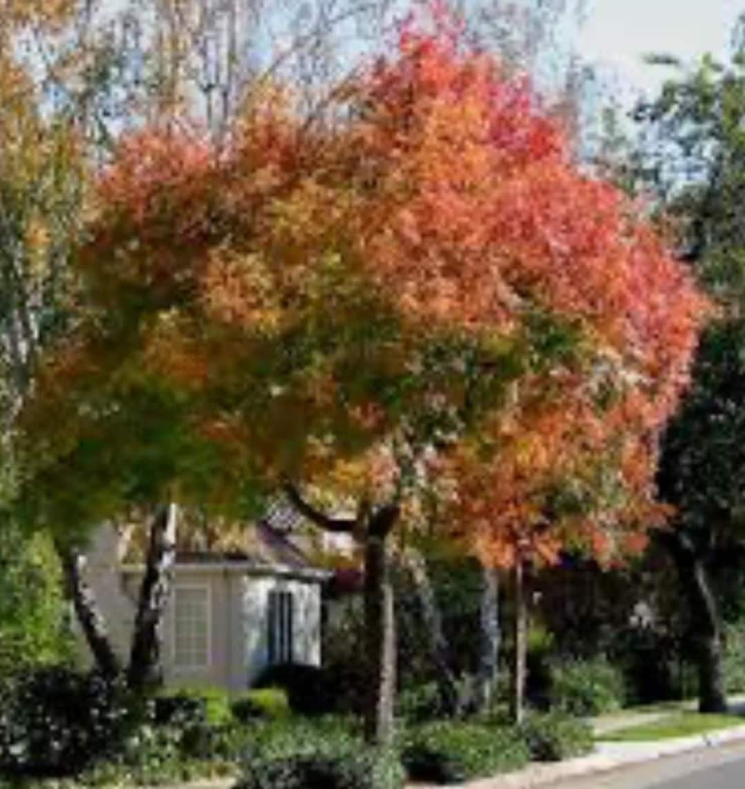 Nine Sunset Maple Starter Trees - Fall Gardening Kit With Free Rooting ...