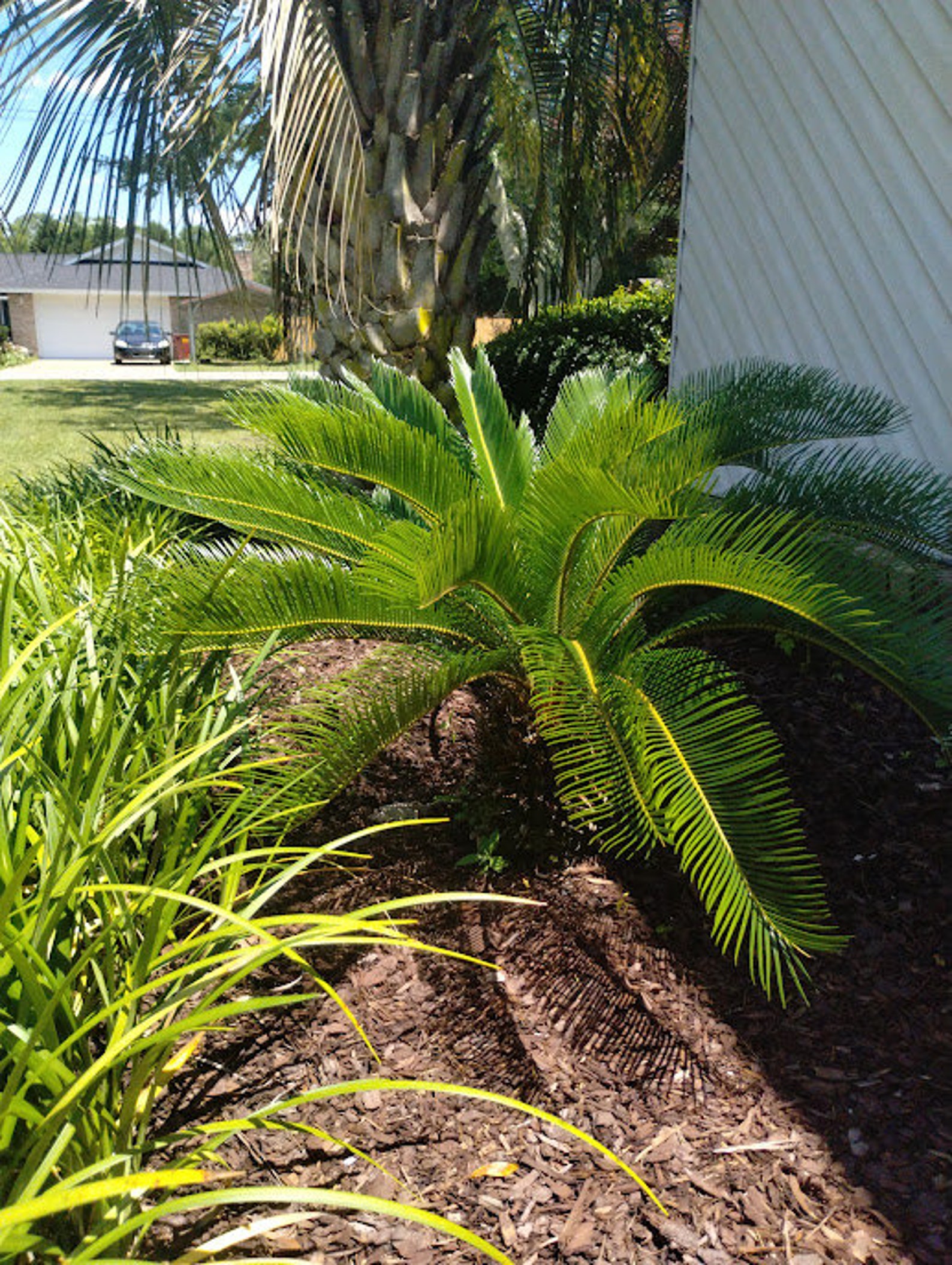 Fresh Sago Palm Tree Seeds - 5 Seeds + Free Shipping & Planting ...
