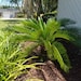 Fresh Sago Palm Tree Seeds - 5 Seeds + Free Shipping & Planting ...