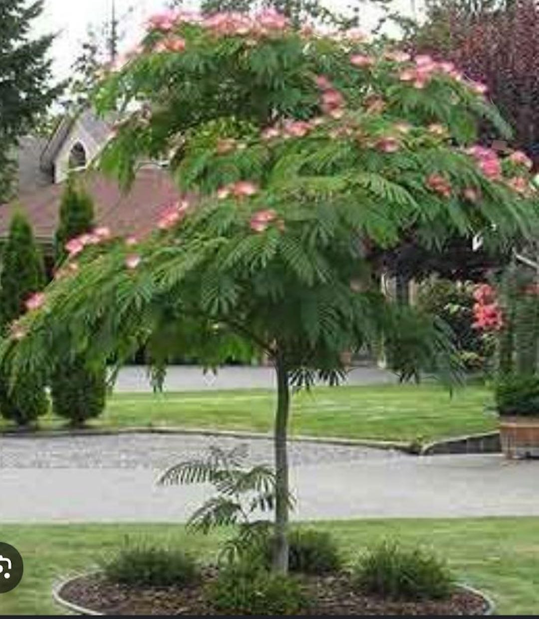 Elegant Mimosa Bonsai Trees - Exotic Silk Tree | Multi-trunk & Single ...