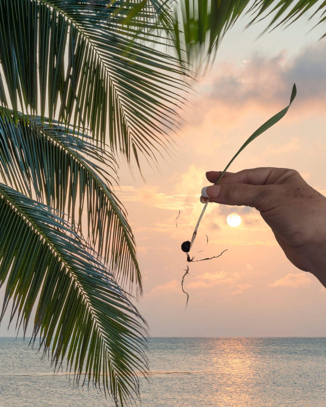 Two Pindo Palm Tree Seedlings | Jelly Palm | 10-12 Inches Tall | Bare ...