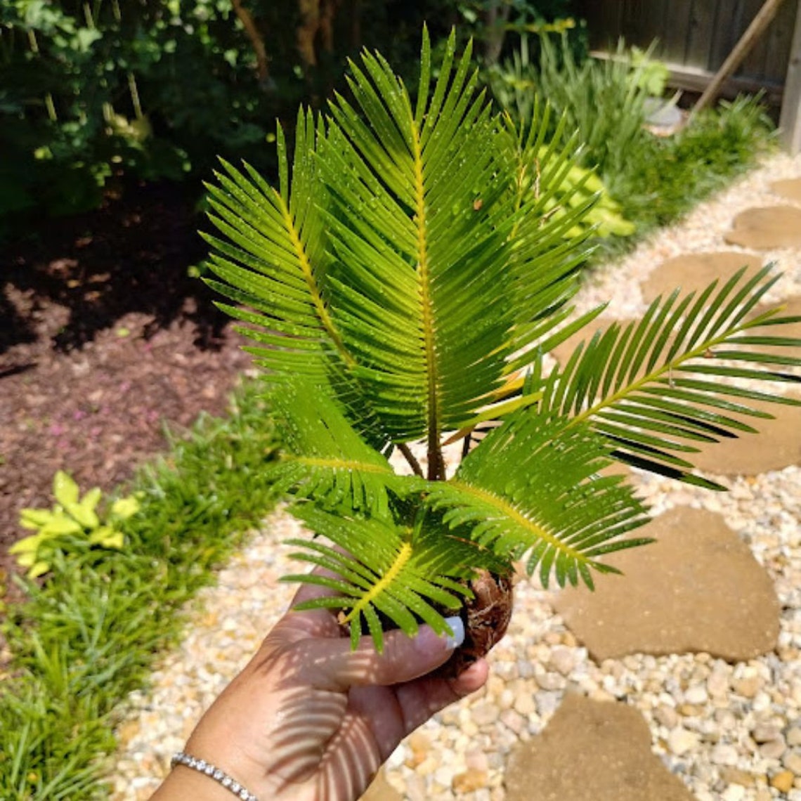 Fresh Sago Palm Tree Seeds - 5 Seeds + Free Shipping & Planting ...