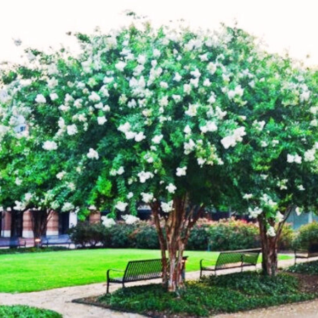 FOUR Crape Myrtles-affordable Beautiful Healthy Trees- FREE Shipping in ...