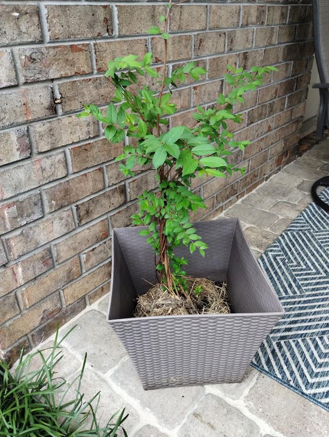 Exquisite Braided Crepe Myrtle Bonsai Trees - Lollipop Shape | Unique ...