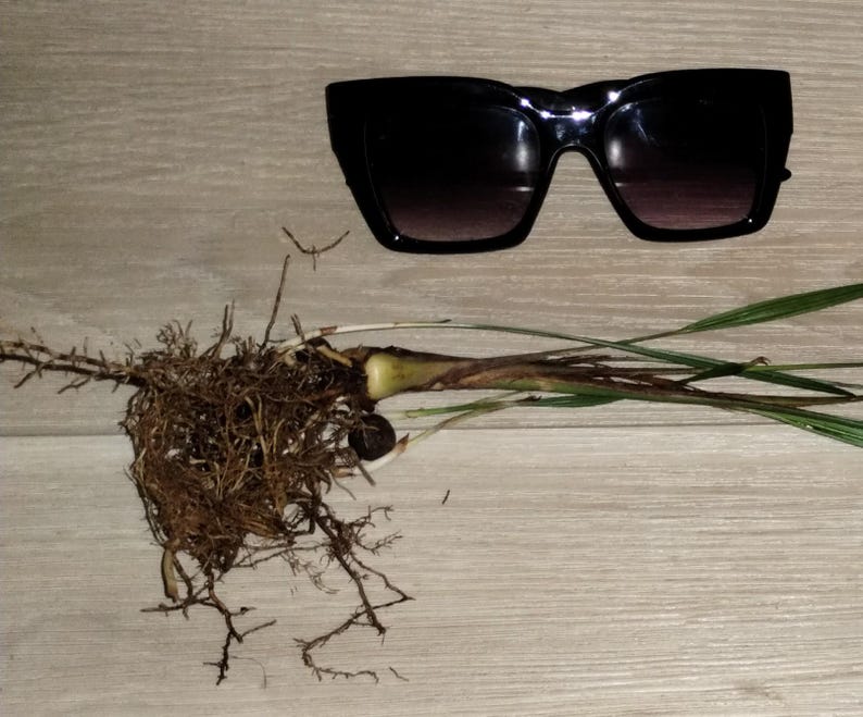 3 Pindo "jelly" Palm Tree Seedlings | Jelly Palm Babies!! | FREE ...