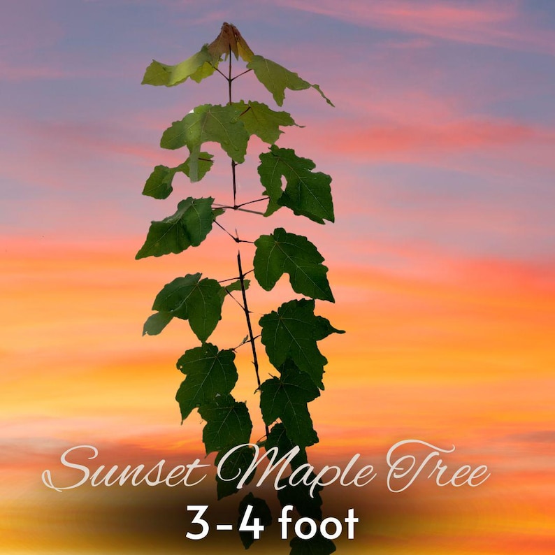 6 Sunset Maple Tree Seedlings | Bare Root | 4-6 Inches Tall ...