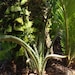 Fresh Sago Palm Tree Seeds - 5 Seeds + Free Shipping & Planting ...