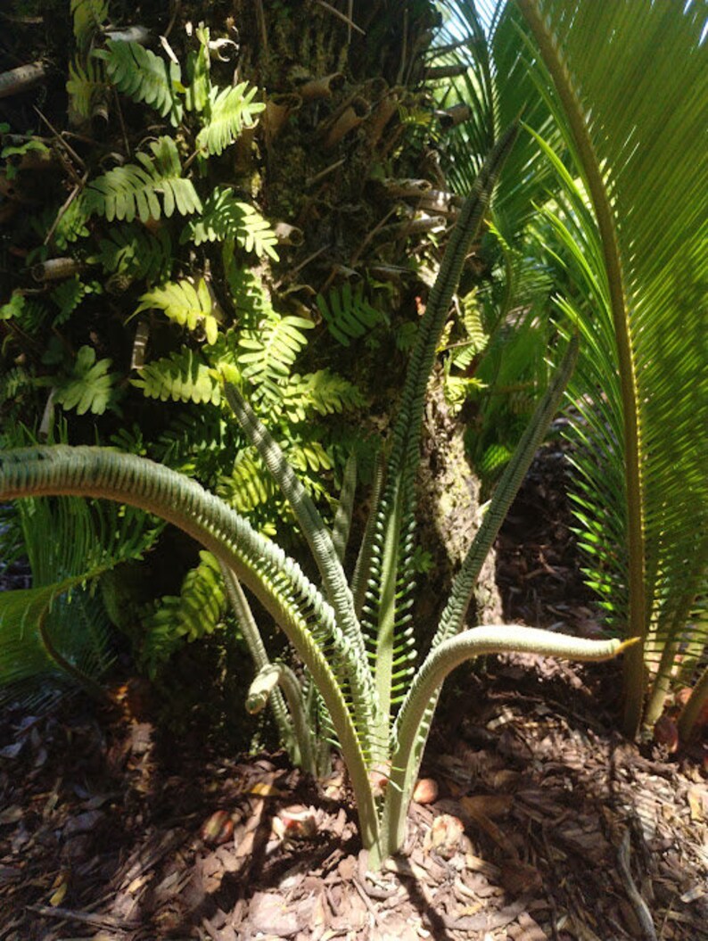 Fresh Sago Palm Tree Seeds - 5 Seeds + Free Shipping & Planting ...