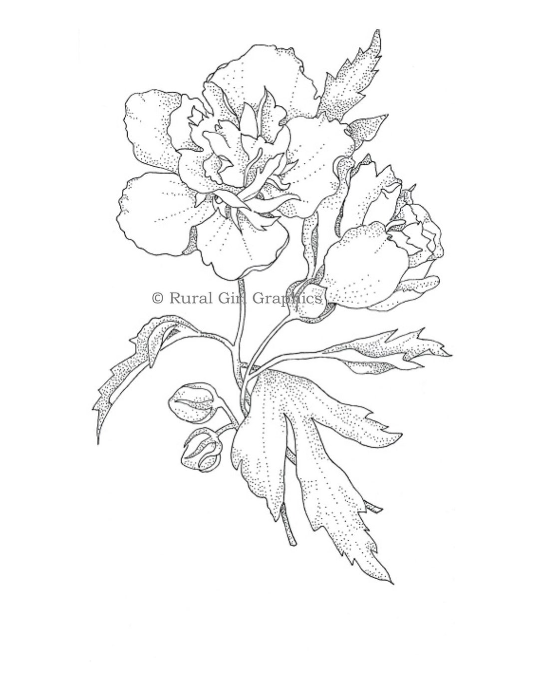 Pen and Ink Drawing of Rose of Sharon Flower, Limited-edition Print - Etsy