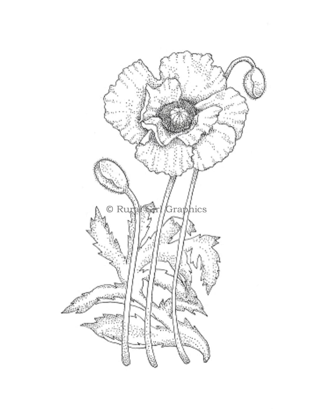 Pen and Ink Drawing of a Poppy Flower, Limited Edition Print - Etsy