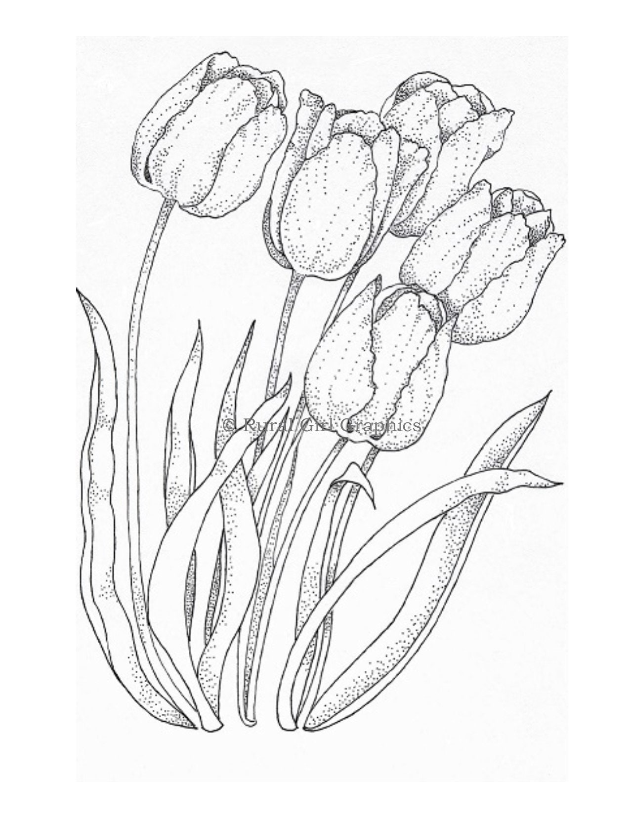 Pen and Ink Drawing of Tulips, Limited-edition Print - Etsy