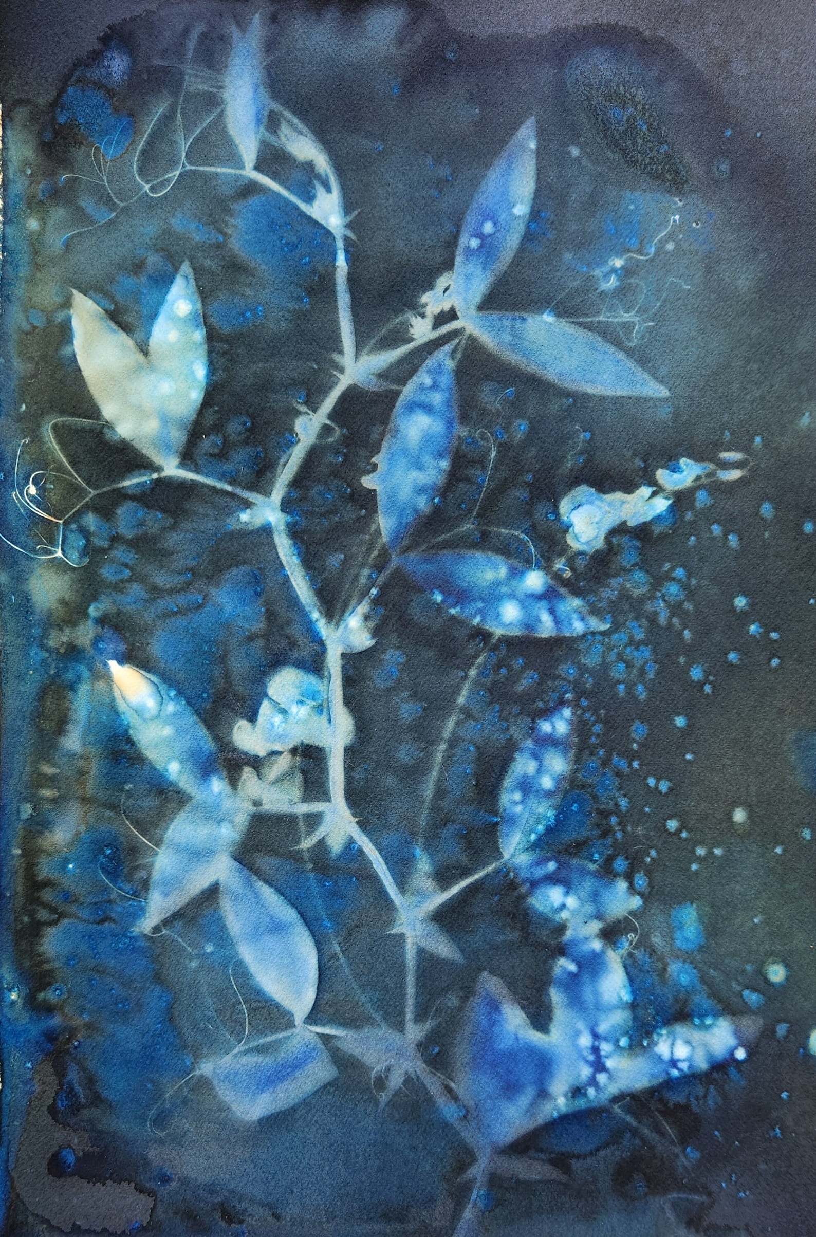 Ethereal Sweet Pea Cyanotype Print, Dreamy Blue & White Botanical Art ...