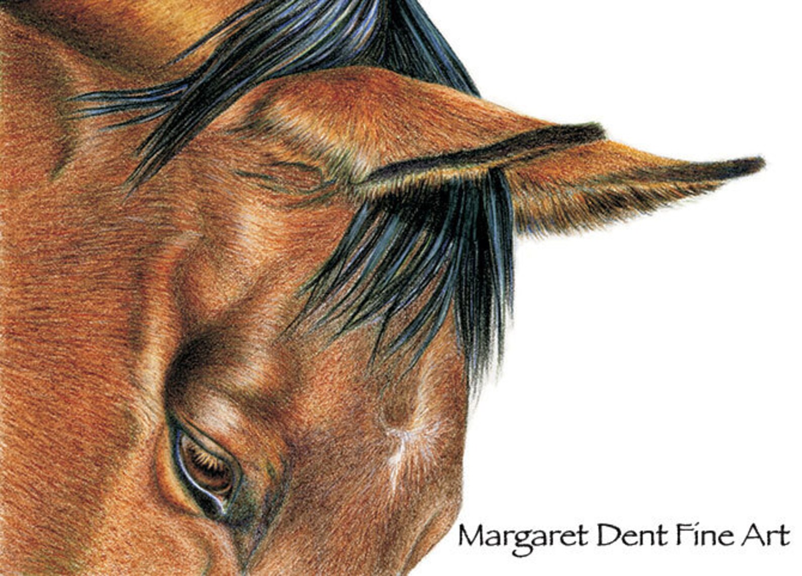 Equine Thoroughbred Horse Racing Art Print Colored Pencil Drawing Horse ...