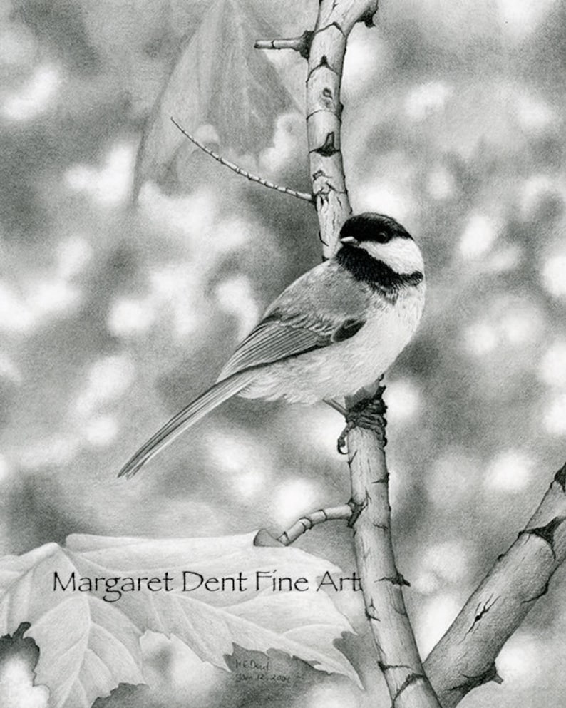 Nature Bird Chickadee Art 8 X 10 Print Graphite Pencil Drawing Black ...