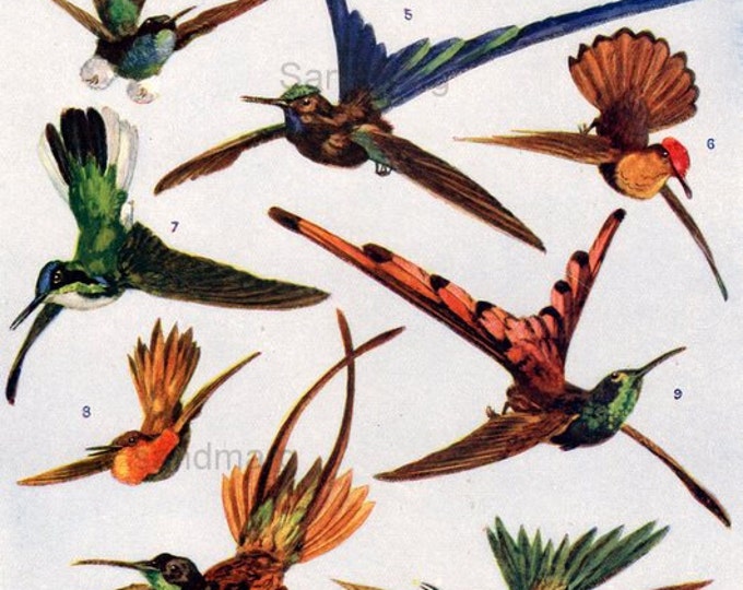Vintage Chart of Hummingbirds in Flight International Collection - Etsy