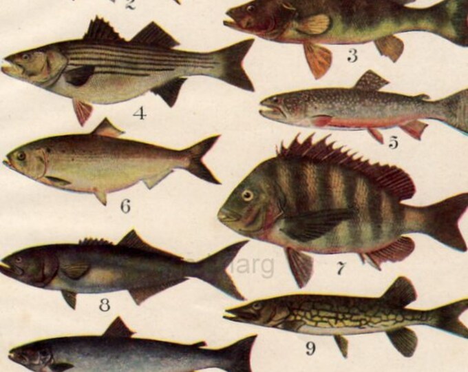 1919 Chart of American Fresh and Salt Water Fish Twelve Varieties - Etsy