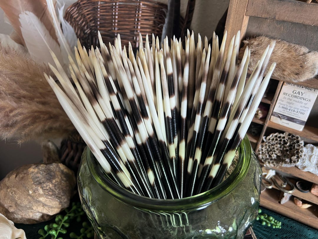 5 Thick African Crested Porcupine Quills, Cleaned, 8-9 Inches Long ...
