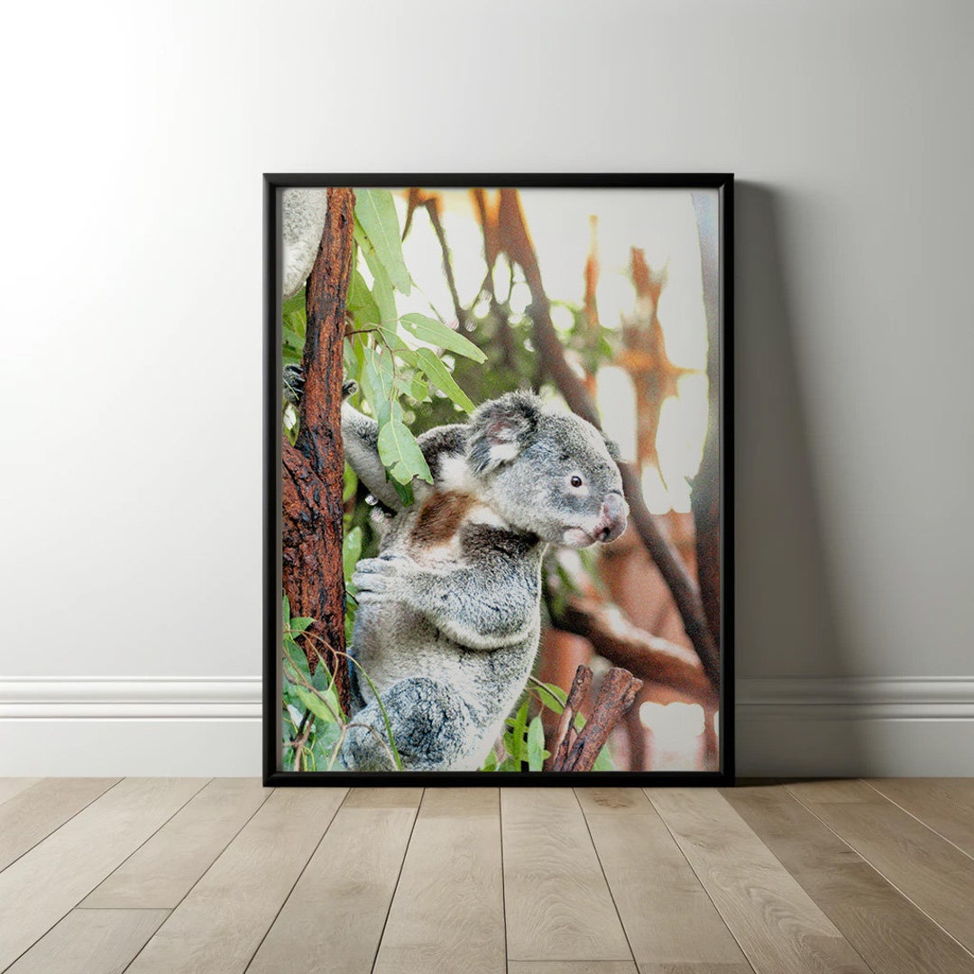 Koala Bear Climbing Tree, Australian Nature Print, Photography Poster ...
