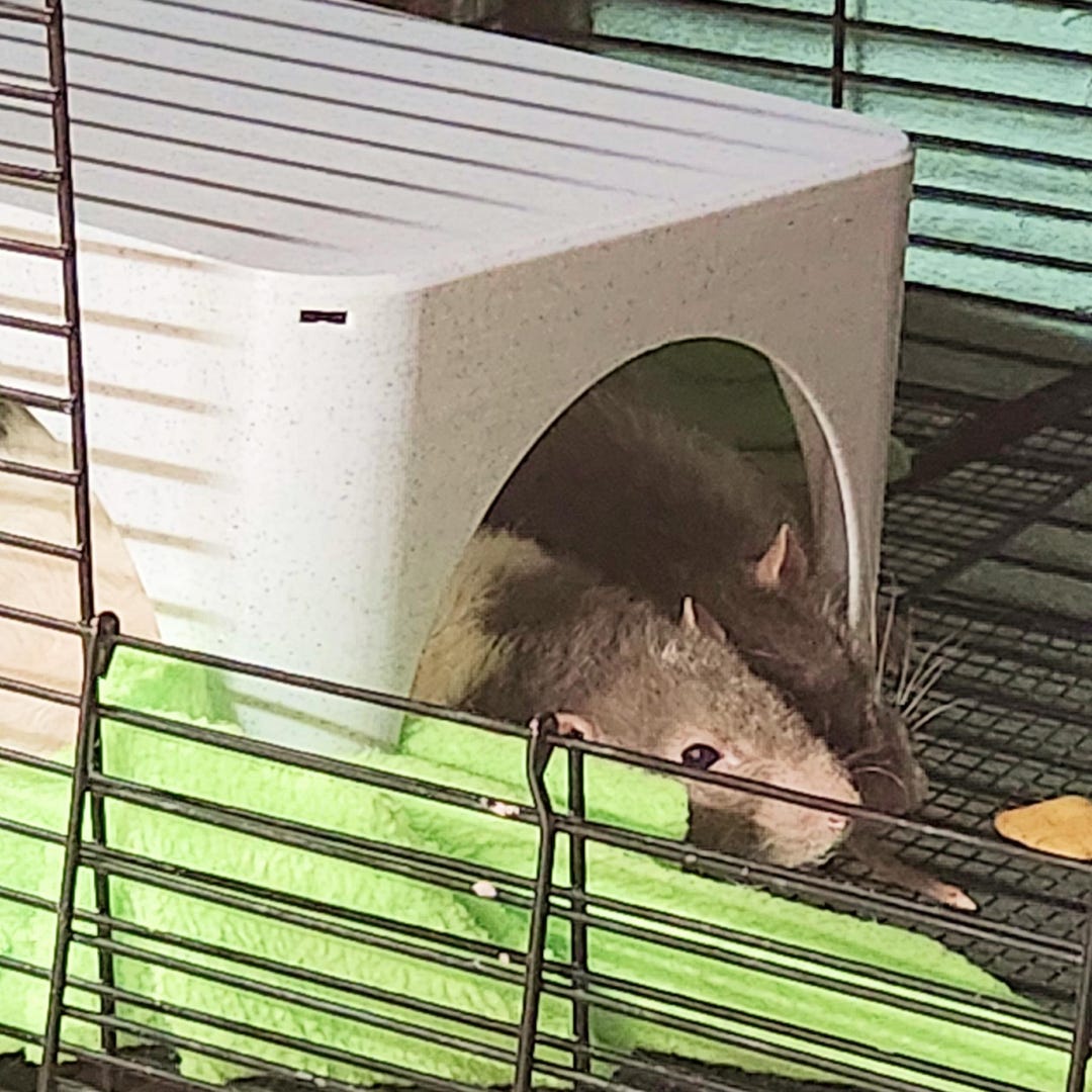Stackable Rat Hide - Climbing, Nesting, Hiding for Your Rat's Habitat ...