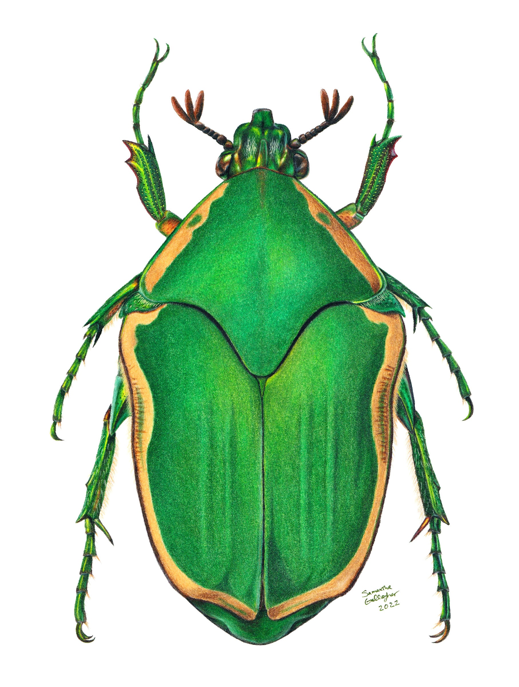 Green June Beetles