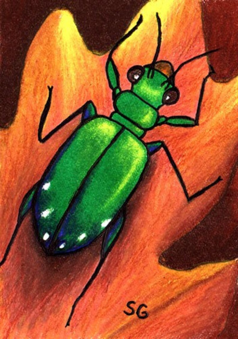 6 Spotted Tiger Beetle ACEO Original Colored Pencil Bug Card - Etsy