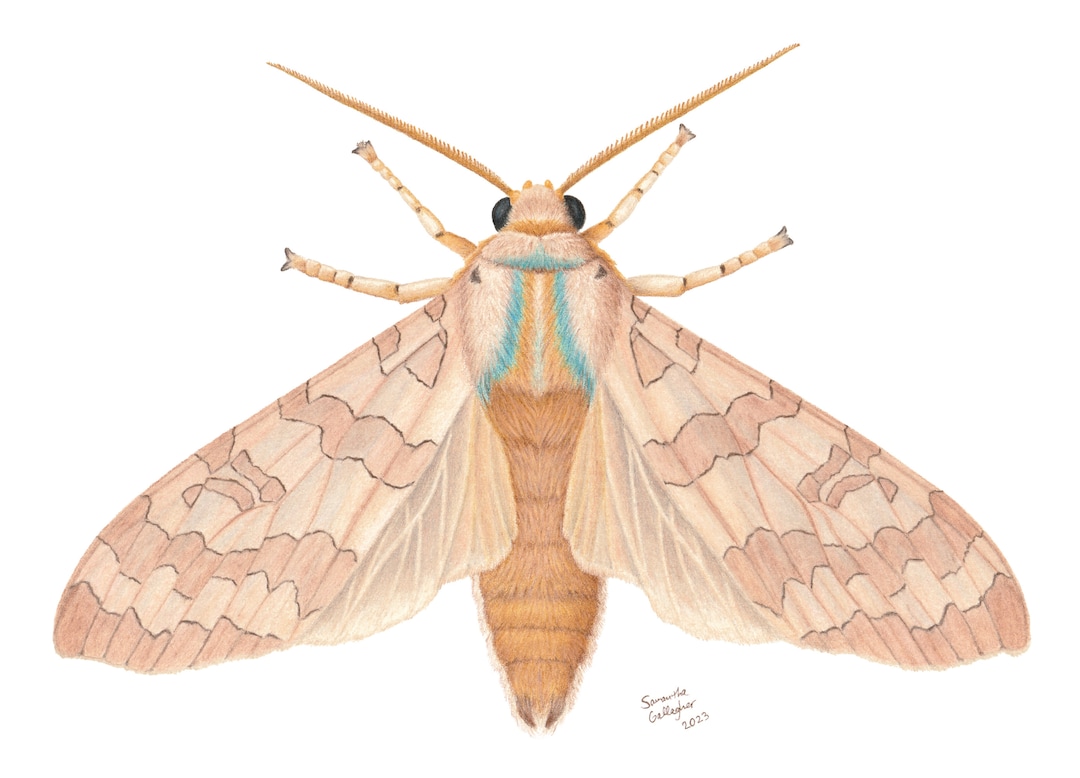 Banded Tussock Moth Illustration 8" X 10" Print - Etsy