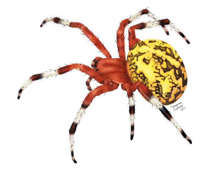 Pumpkin Spider- Marbled Orb Weaver, 8"x10" Print - Etsy