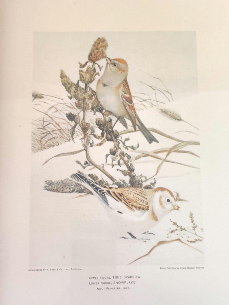 Vintage Framed Bird Lithograph: Tree Sparrow & Snowflake Illustration ...