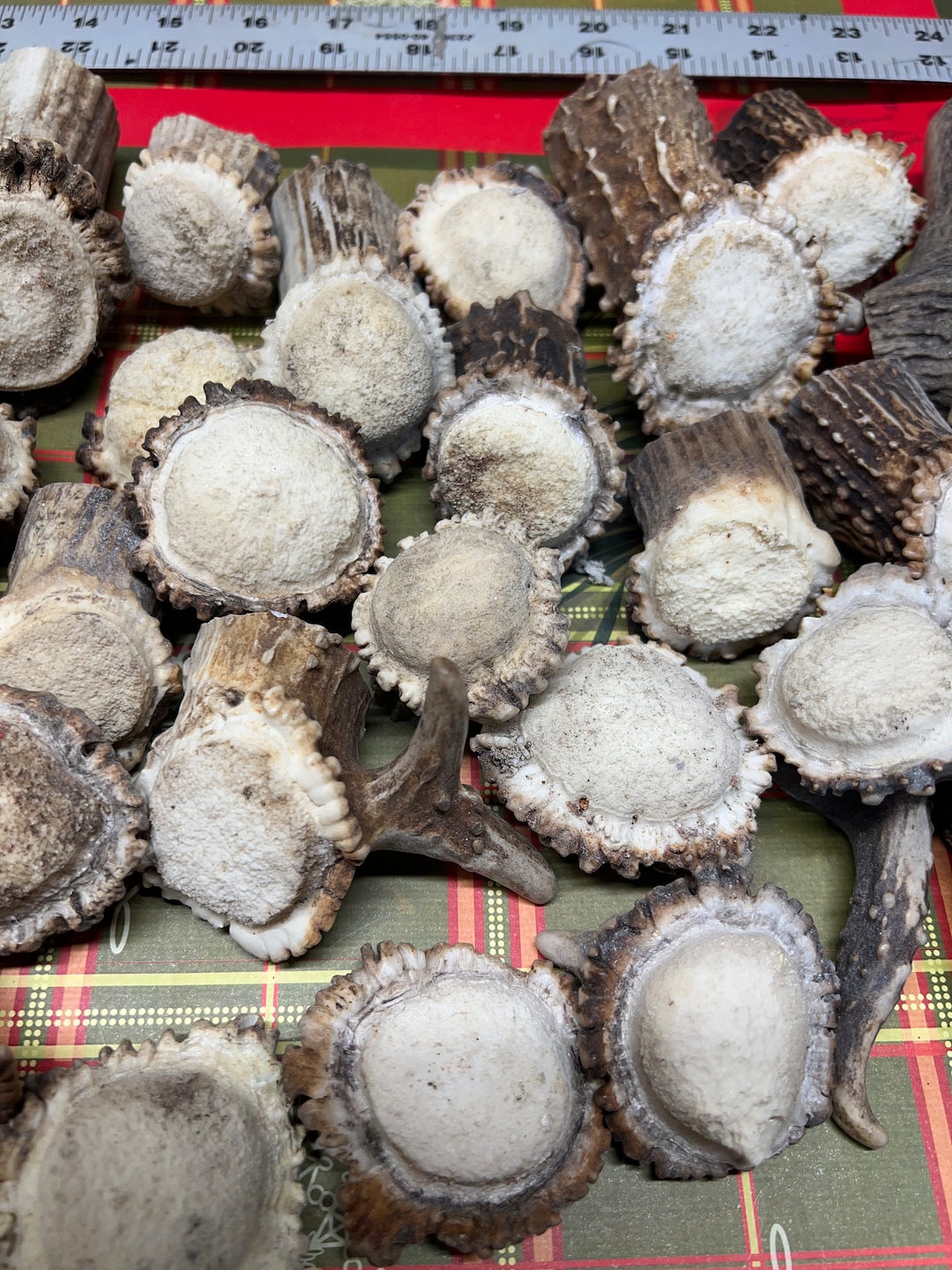 25 Whitetail Deer Shed Antler Crowns Burrs Buttons - Etsy