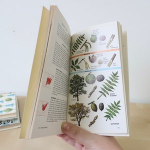 Vintage Golden Guide to Field Identification Trees of North America ...