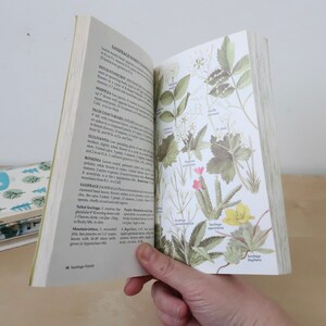 Vintage Golden Guide to Field Identification Wildflowers of North ...